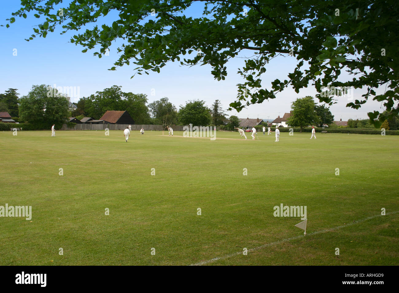 Jerusalem cricket hi-res stock photography and images - Alamy