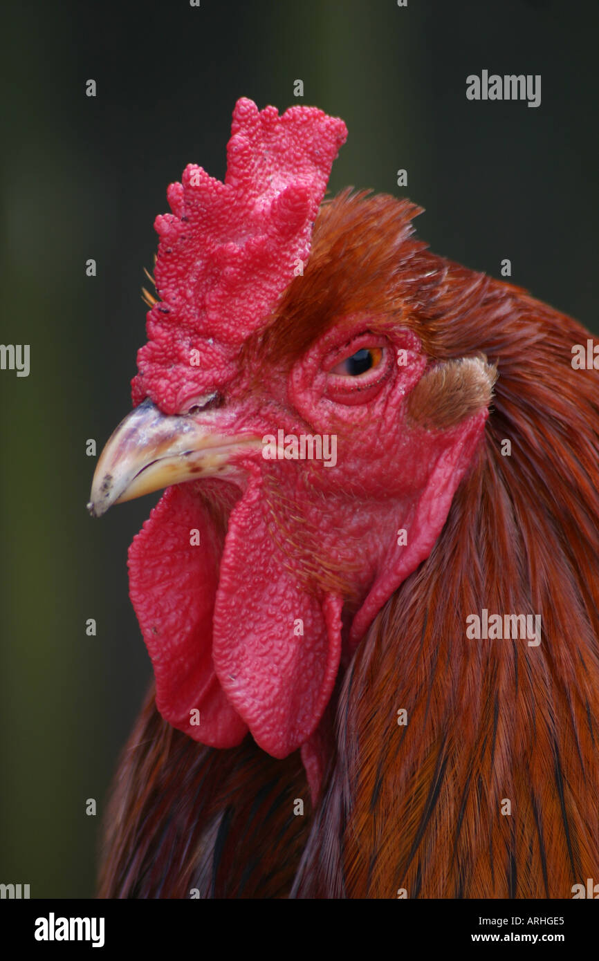 Cockrel hi-res stock photography and images - Alamy
