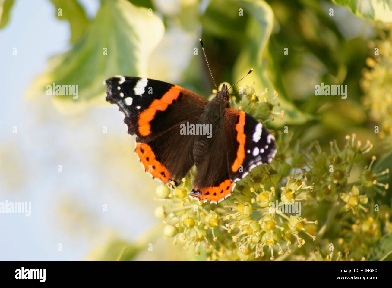 Butterfly sitting on a bush Stock Photo - Alamy