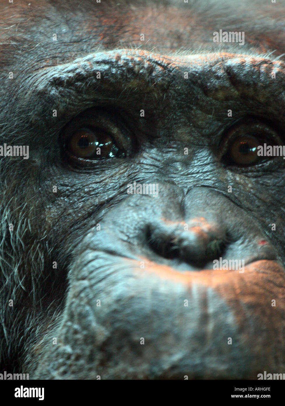 Chimp portrait hi-res stock photography and images - Alamy
