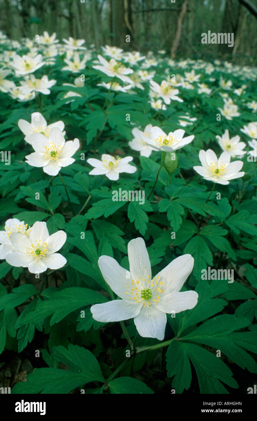 Wood anemonies, Anemone nemorosa, Kent, England Stock Photo - Alamy