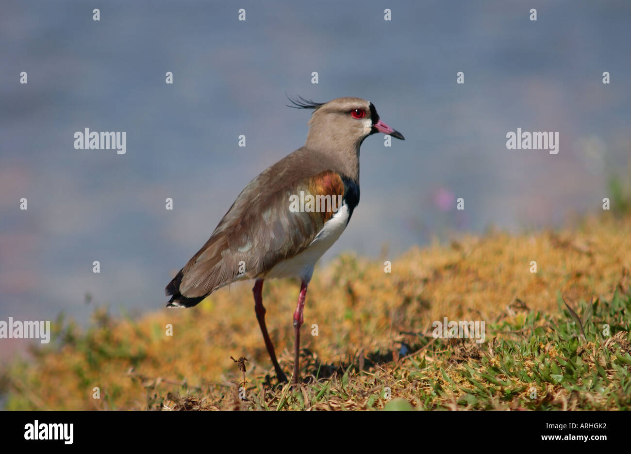Crested lapwing hi-res stock photography and images - Alamy