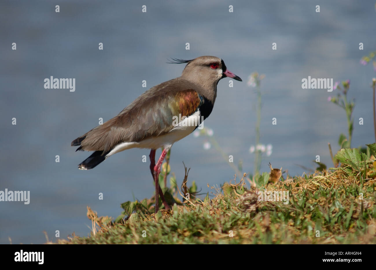 Southern Lapwing at rest on the bank of a small lake Stock Photo - Alamy