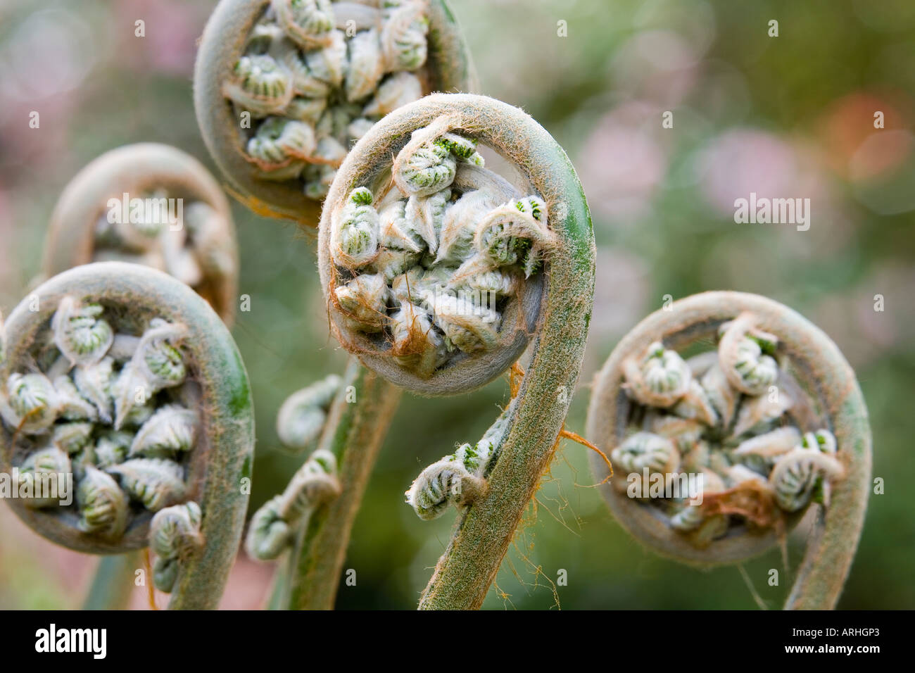 Group of fiddleheads in Spring Stock Photo - Alamy