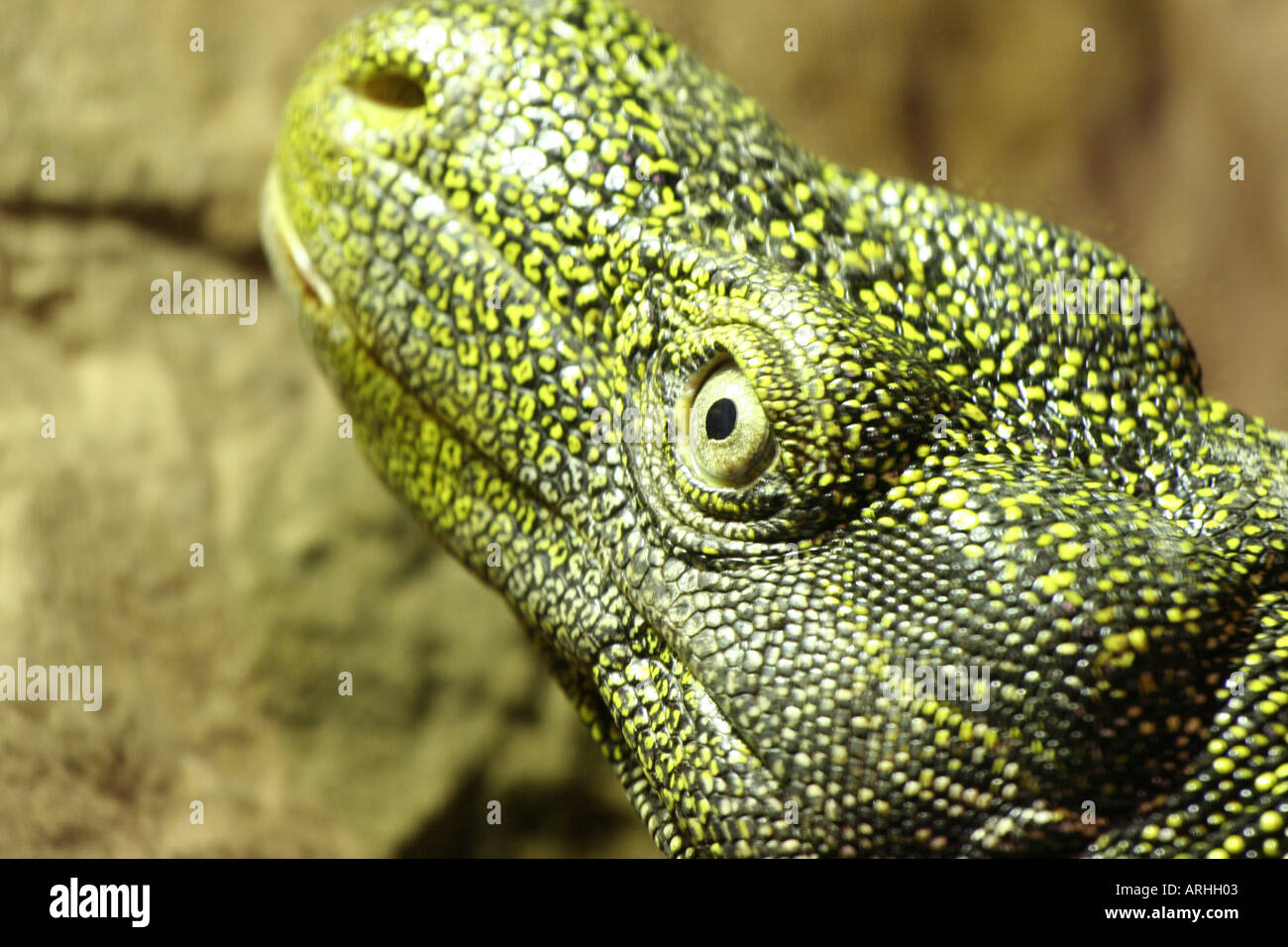 crocodile monitor lizard Stock Photo - Alamy