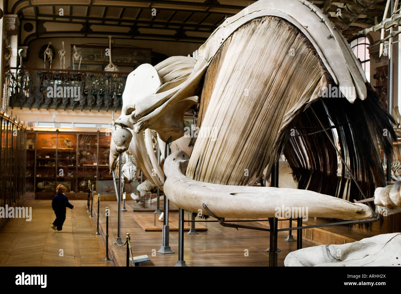 Young child looking at an exhibit of bones and skeletons in a museum ...