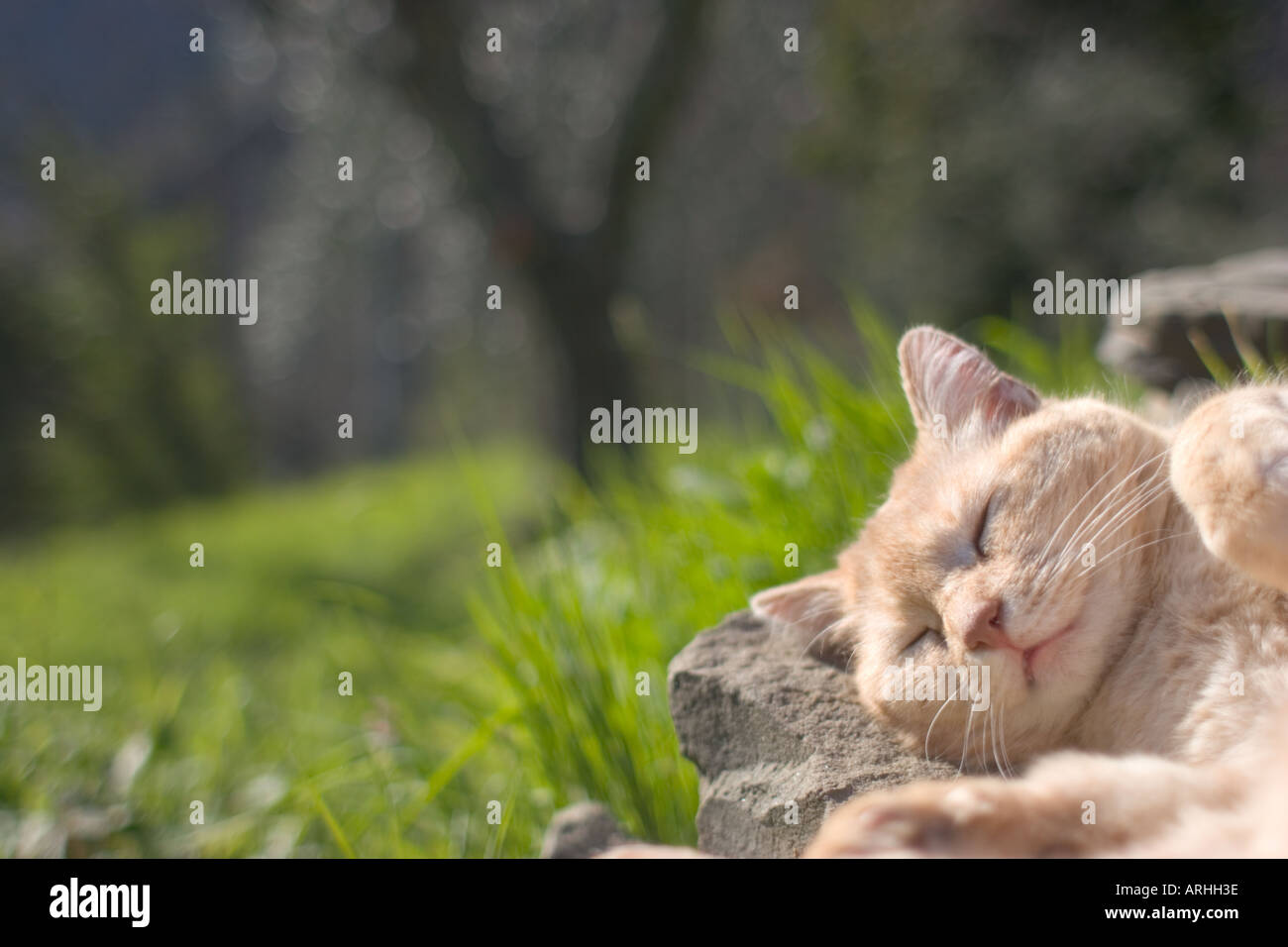 Cat sleeping on a rock in sunlight Stock Photo - Alamy