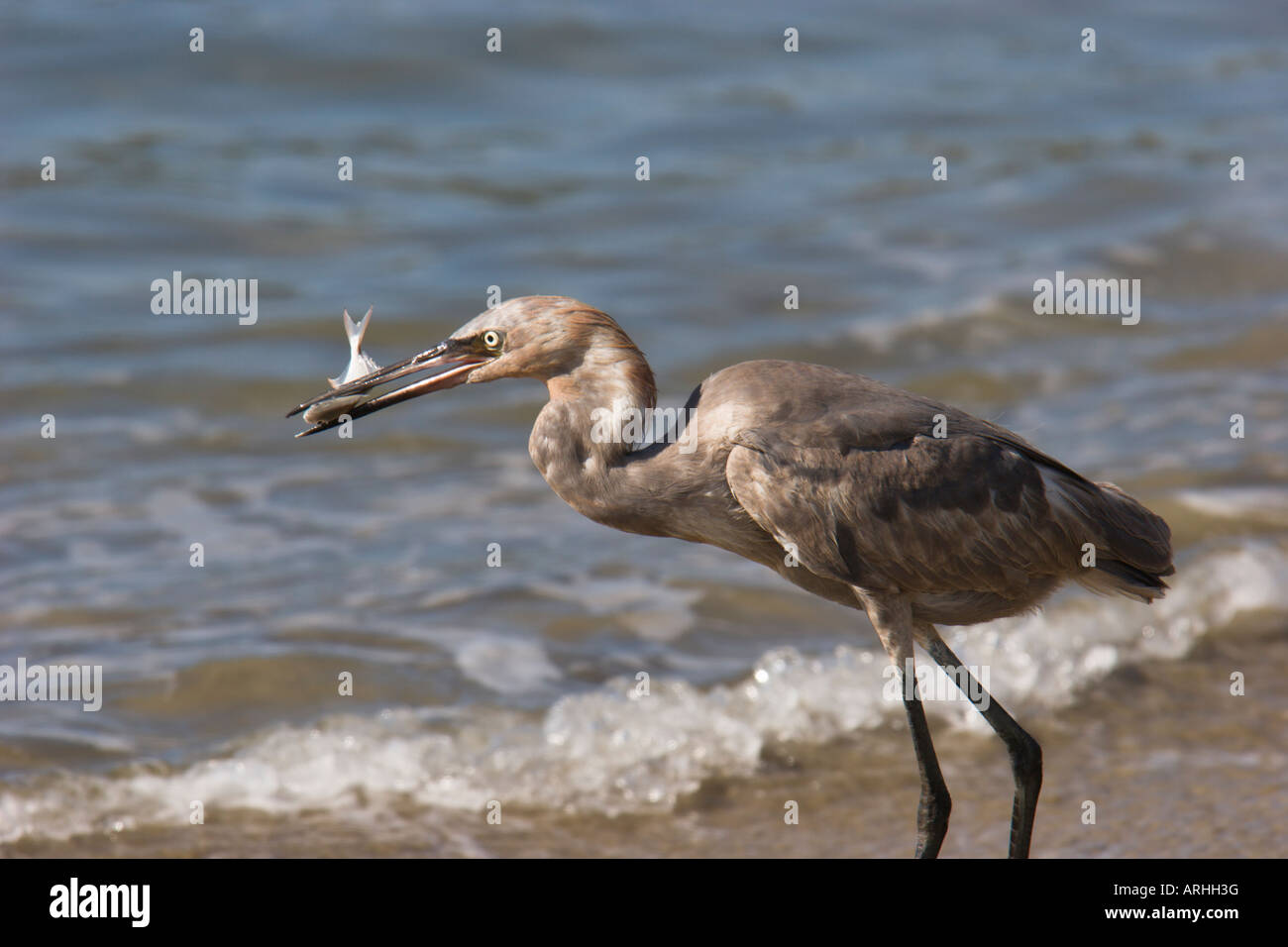 Reddish fish hi-res stock photography and images - Alamy