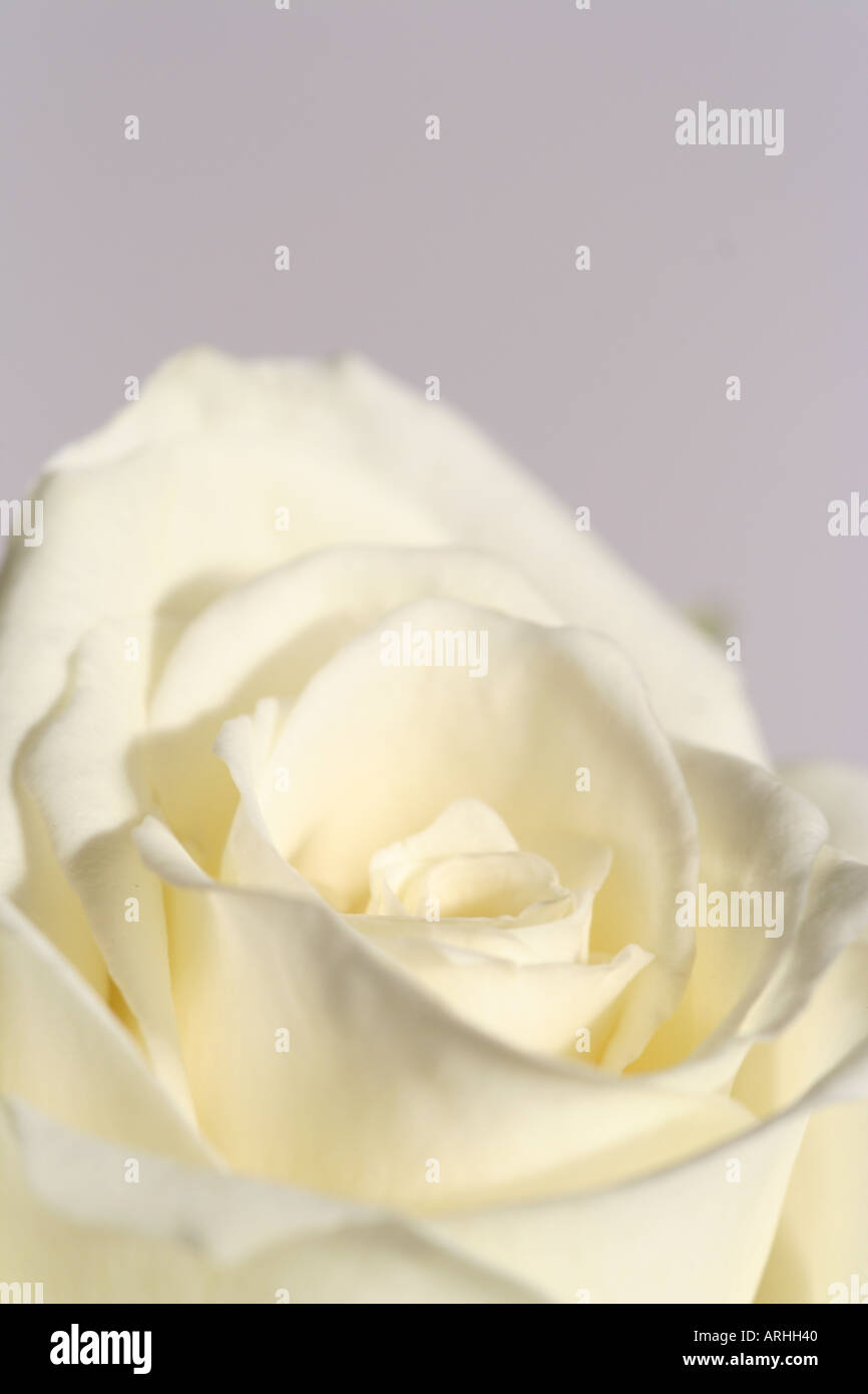 Rose portrait hi-res stock photography and images - Alamy