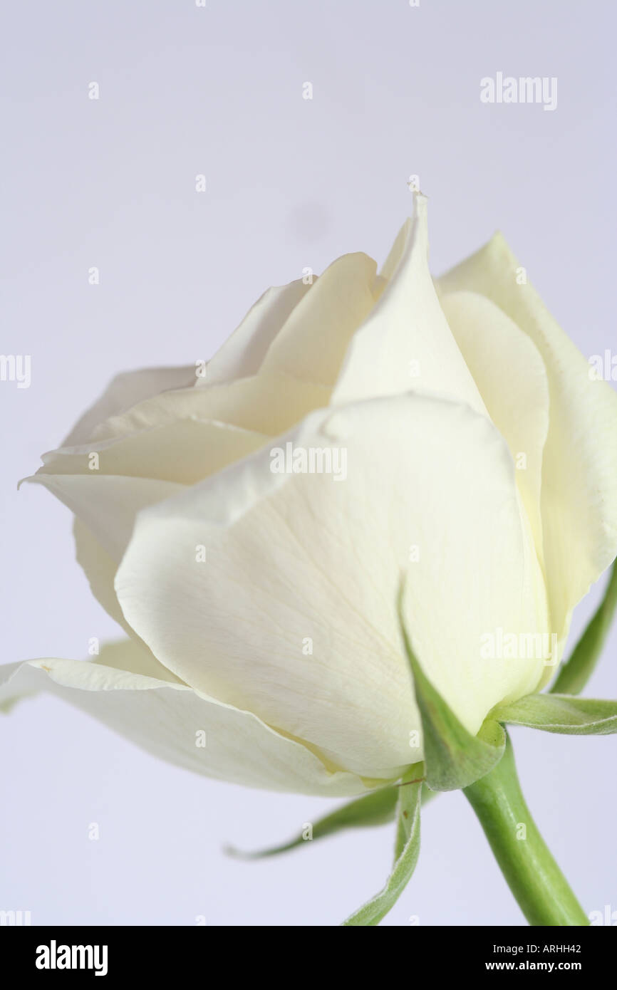 White rose portrait hi-res stock photography and images - Alamy