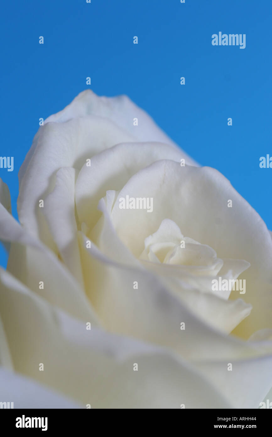 Rose portrait hi-res stock photography and images - Alamy