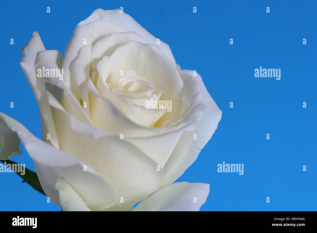 Rose portrait hi-res stock photography and images - Alamy