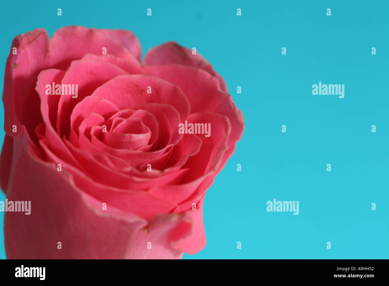 Pink rose portrait hi-res stock photography and images - Alamy