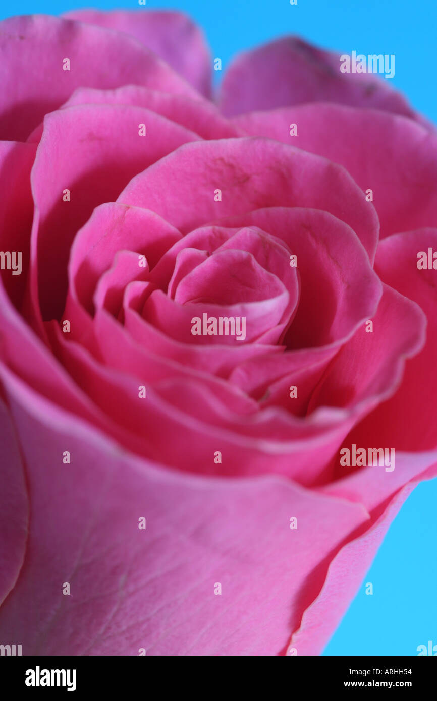 Rose portrait hi-res stock photography and images - Alamy