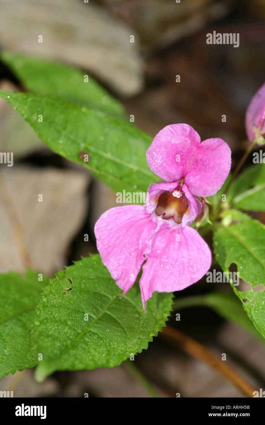 Indian balsam and river hi-res stock photography and images - Alamy