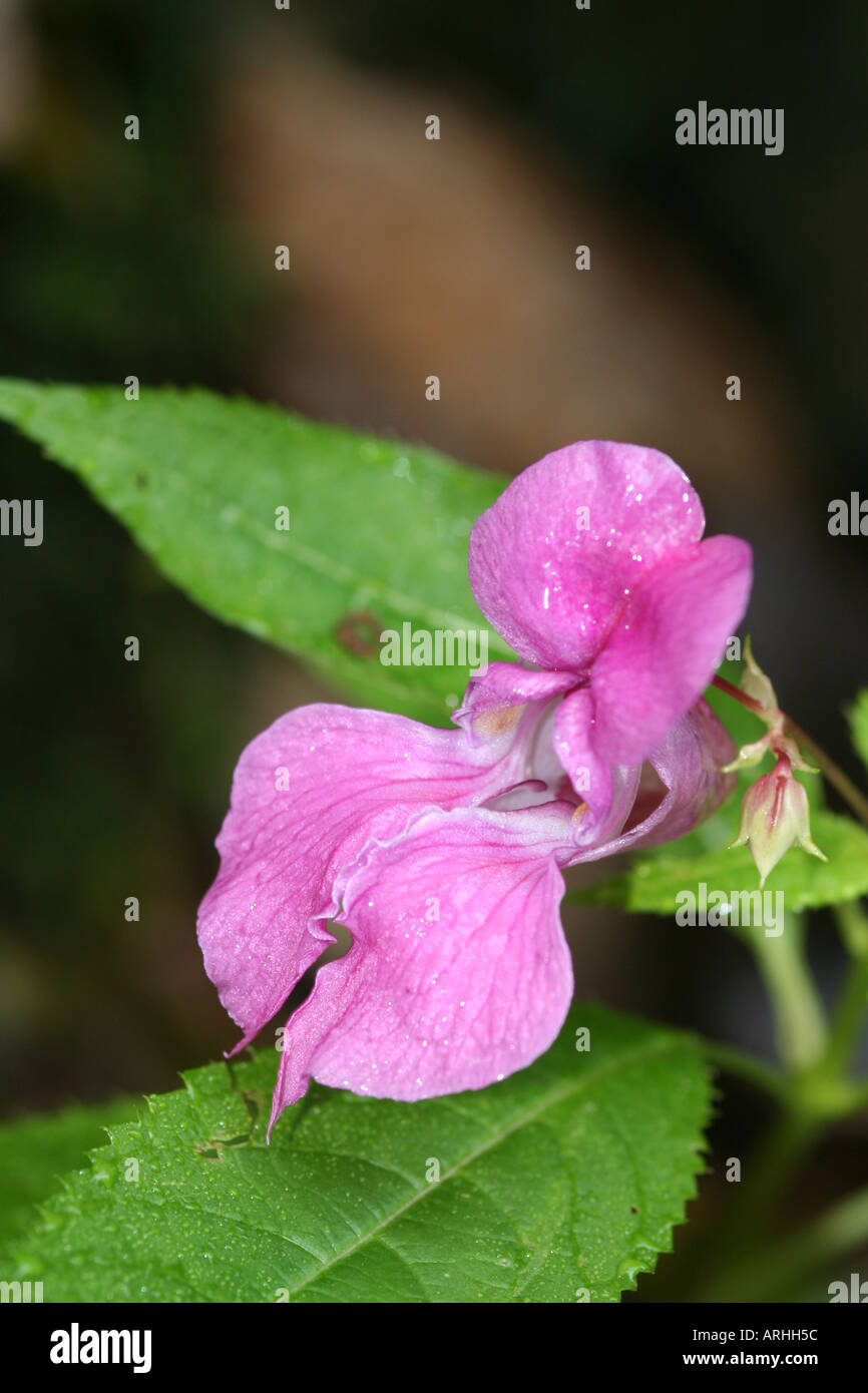 indian balsam flower Stock Photo - Alamy