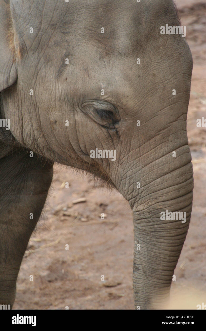 baby Asian Elephant Stock Photo - Alamy