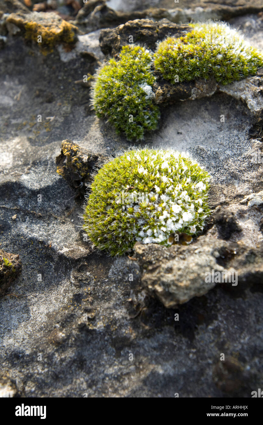 green moss on stone snow ice icy winter wintertime frozen freeze cold ...