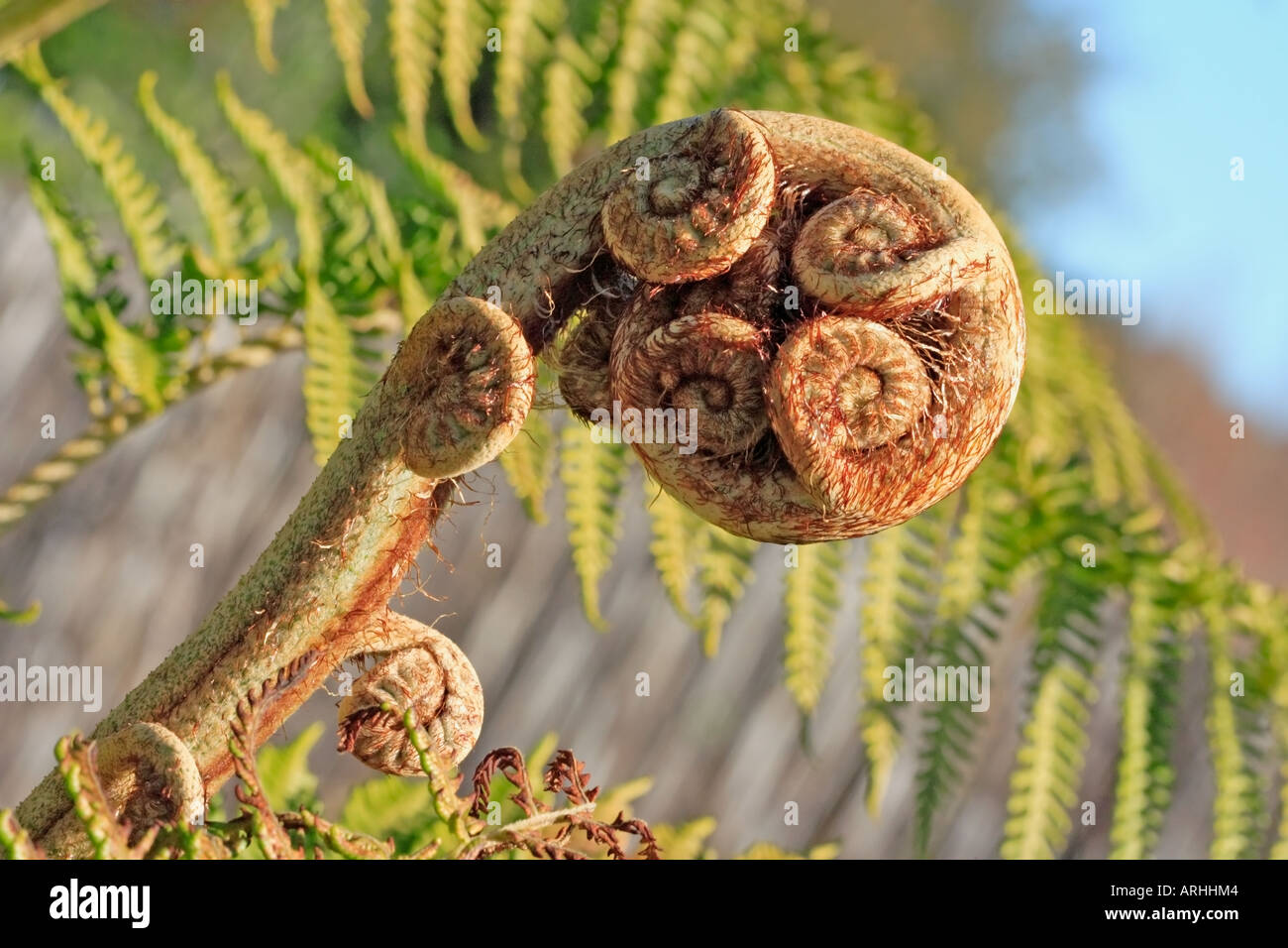 Maori koru hi-res stock photography and images - Alamy