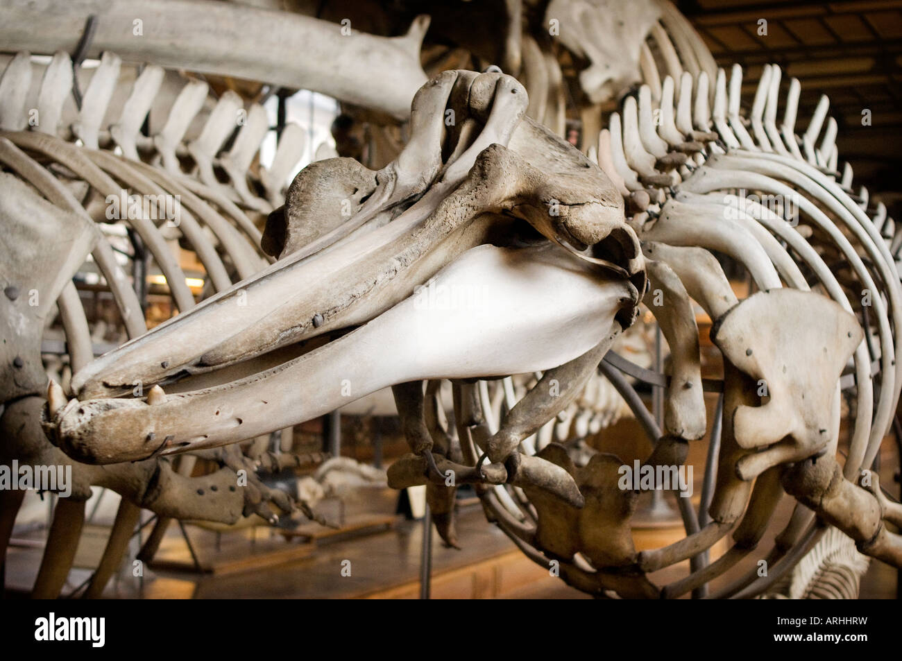 An exhibition of bones and skeletons in the Paleontology and ...