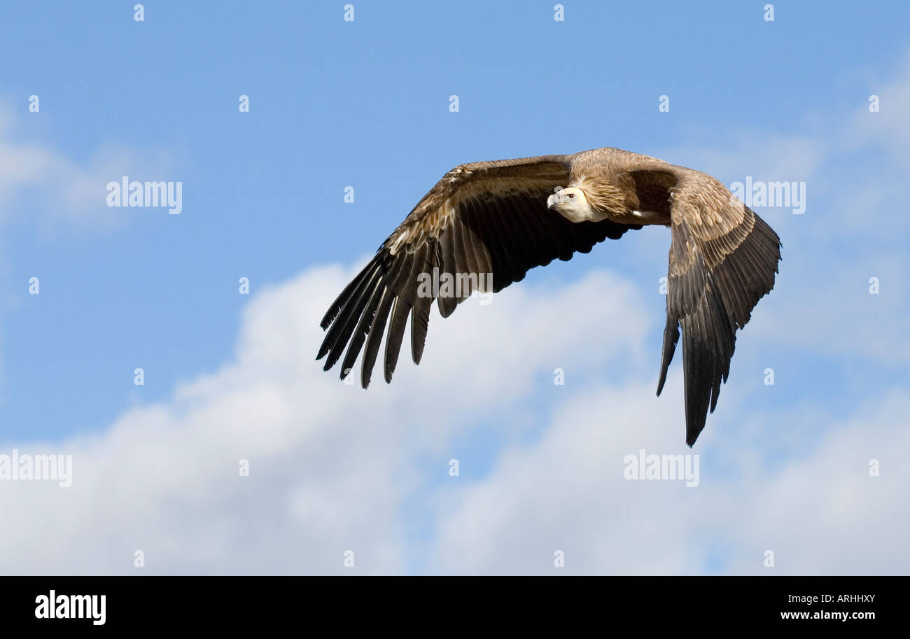 Circling falcon hi-res stock photography and images - Alamy