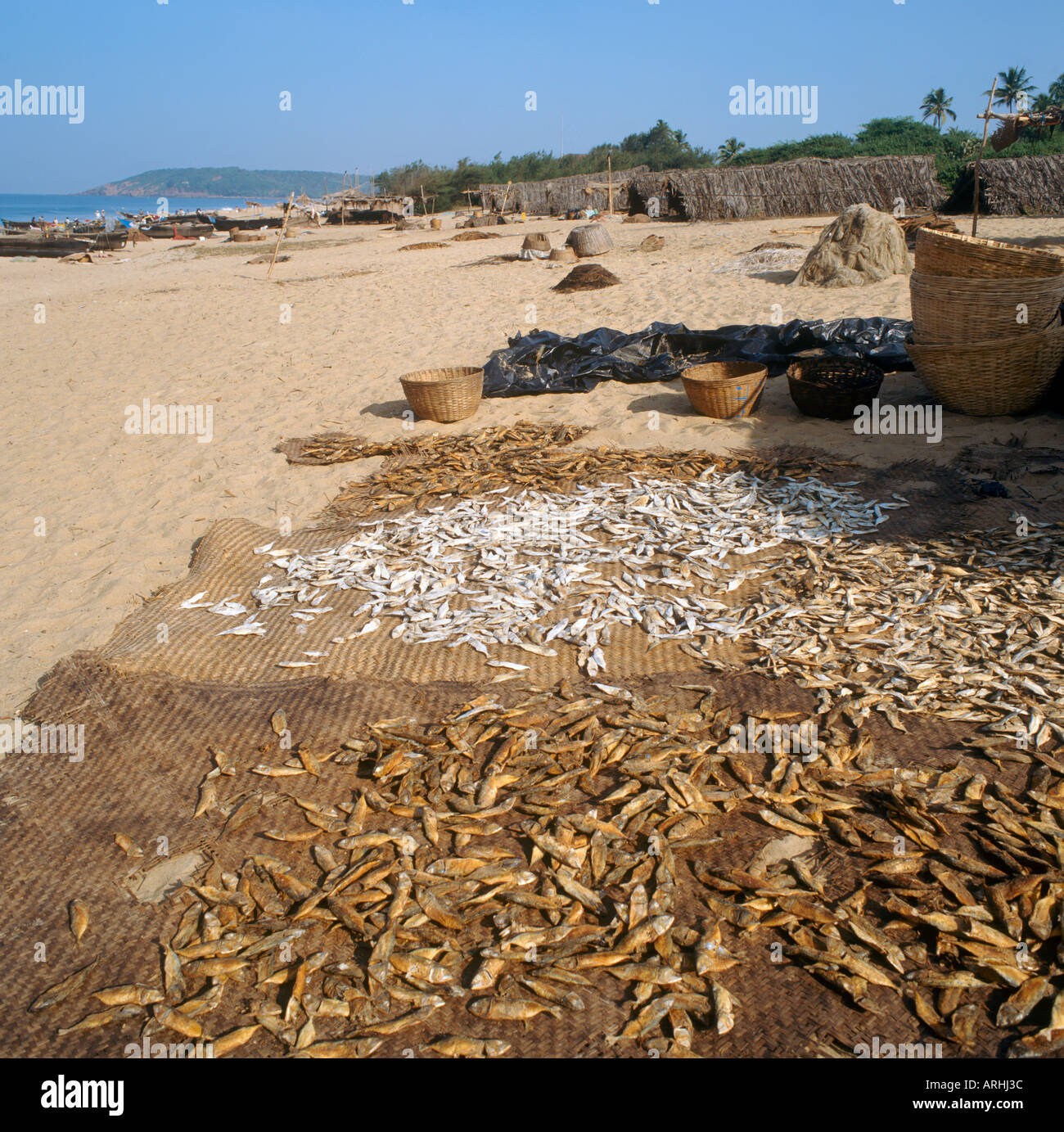 Fish drying in the sun on a beach in Goa, India Stock Photo - Alamy