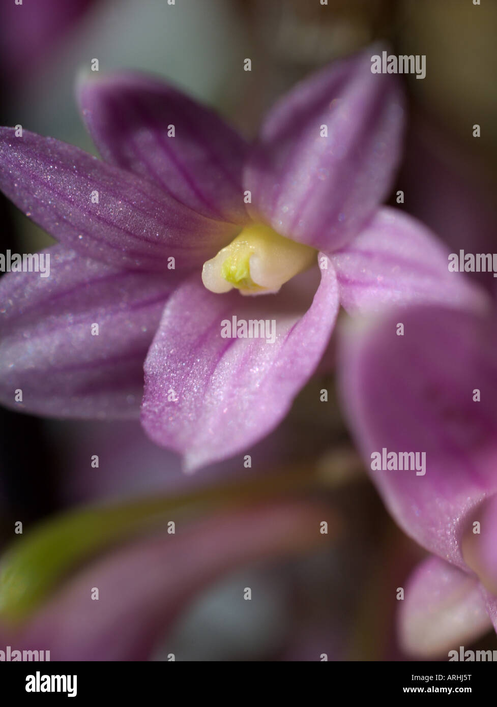 Dendrobium mayakei Orchid Flower close up of this rare plant from the ...