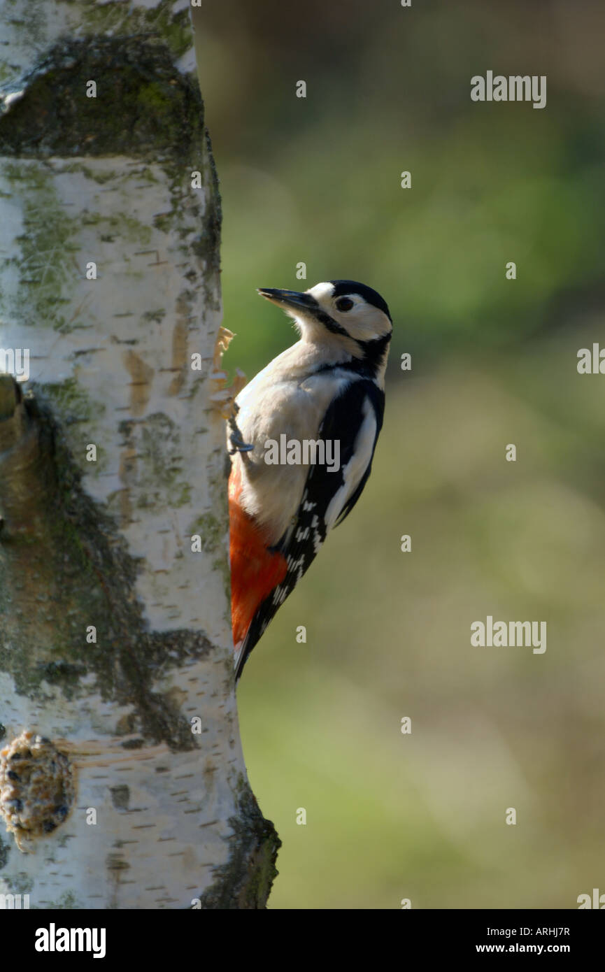 Great Spotted Woodpecker Dendrocopos major Stock Photo - Alamy