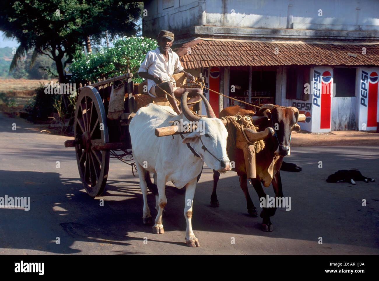 Indian man with his ox cart hi-res stock photography and images - Alamy