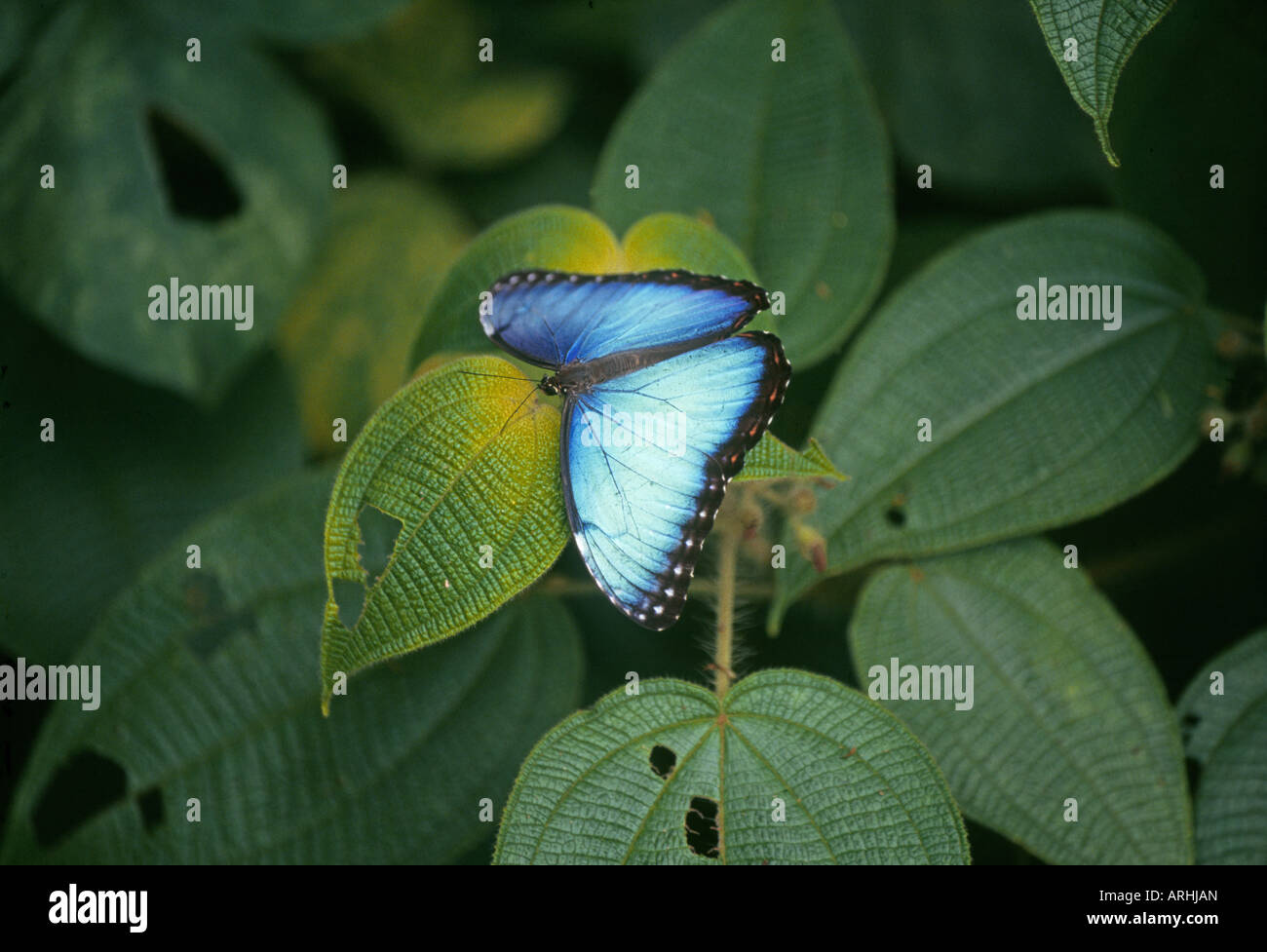 Detail of a giant blue morpho butterfly a common rain forest inhabitant ...