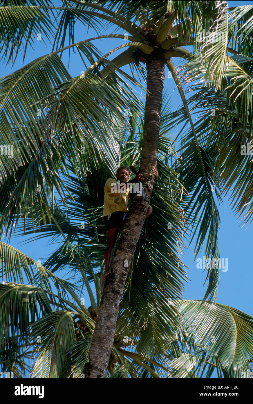 Local man collecting Feni from Coconut Palm, Palolem, South Goa, India ...