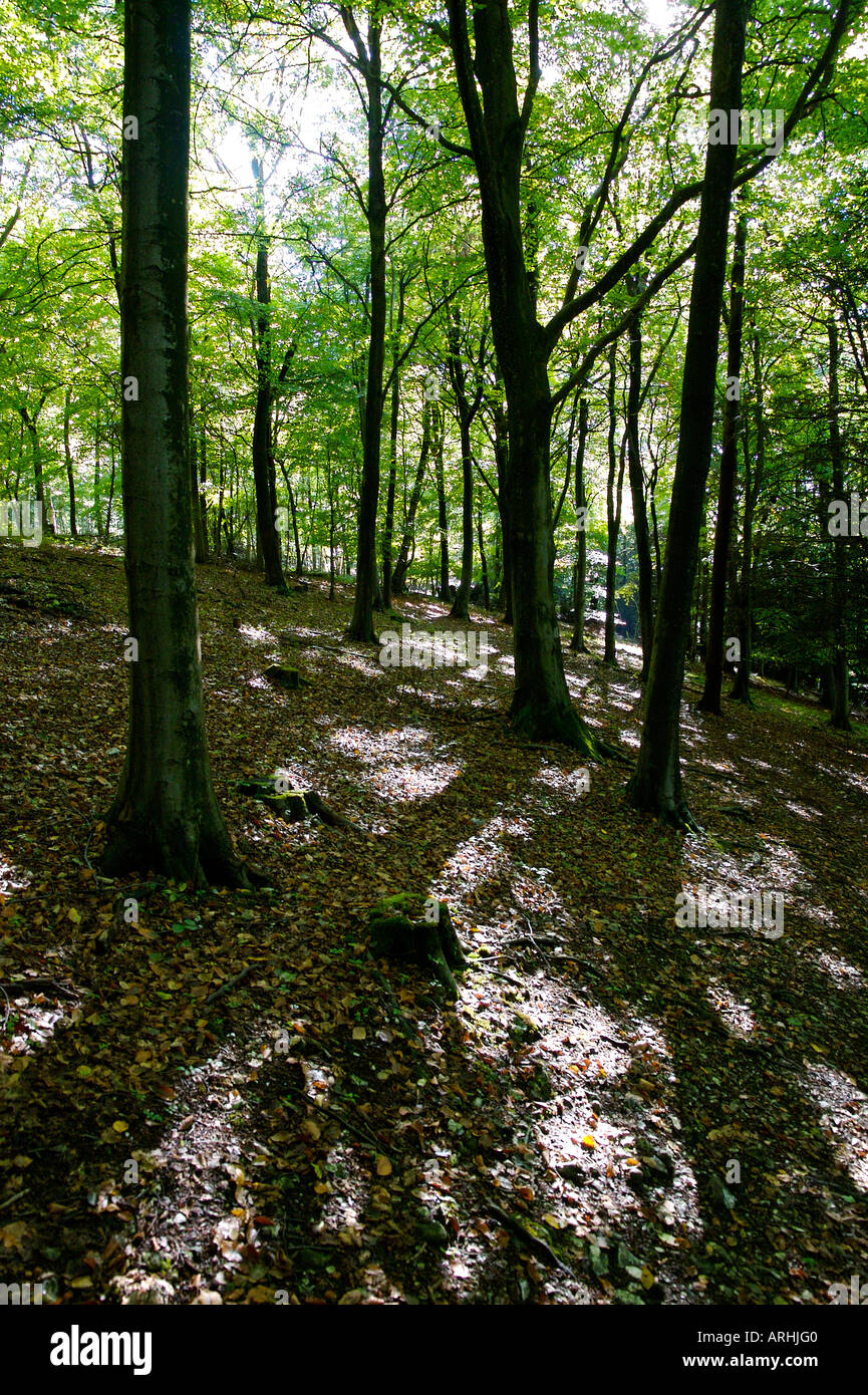 Sunlight coming through the trees Stock Photo - Alamy