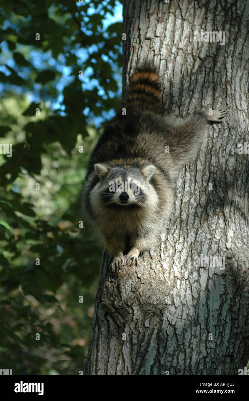 NYC RACCOON IN CENTRAL PARK ANIMAL MANHATTAN NEW YORK Stock Photo - Alamy