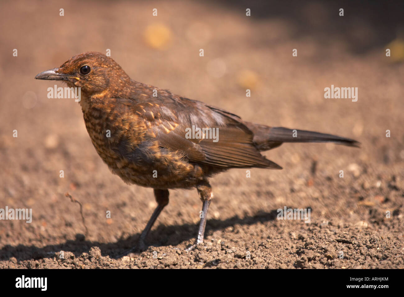 Female blackbird in a garden Stock Photo - Alamy