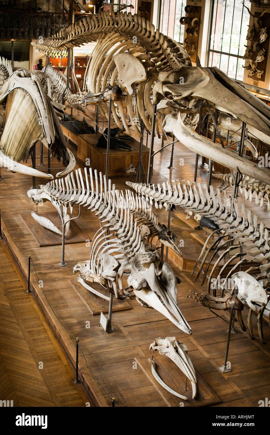 Huge dinosaur bone hi-res stock photography and images - Alamy