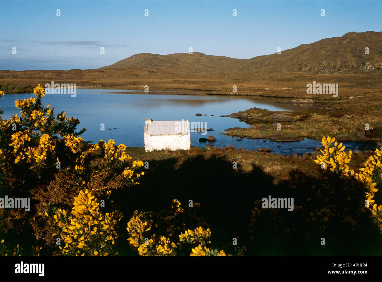 A small white waterside building seen beyond a yellow flowering gorse ...