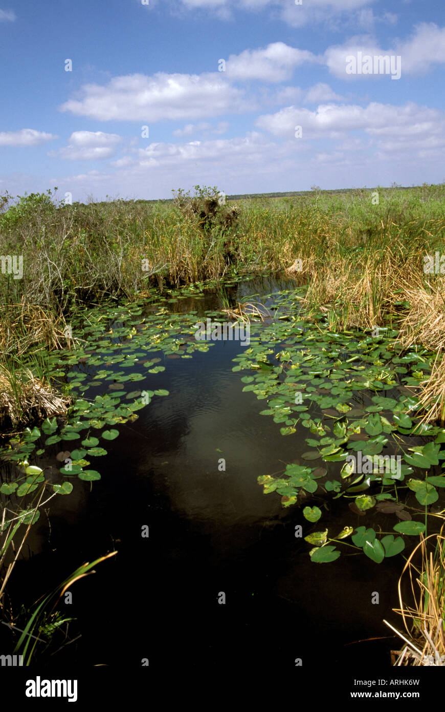 FL Florida Everglades National Park sawgrass Anhinga Trail swampy ...