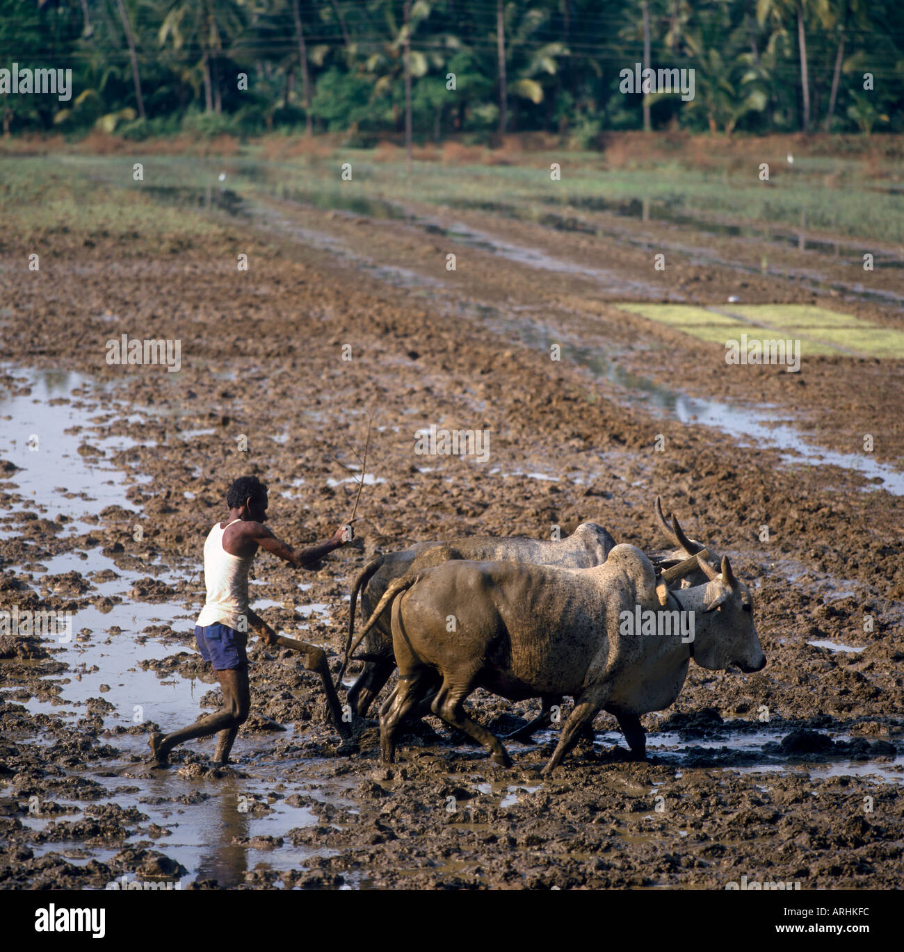 Farmer ploughing the fields with two oxen in the countryside of south ...