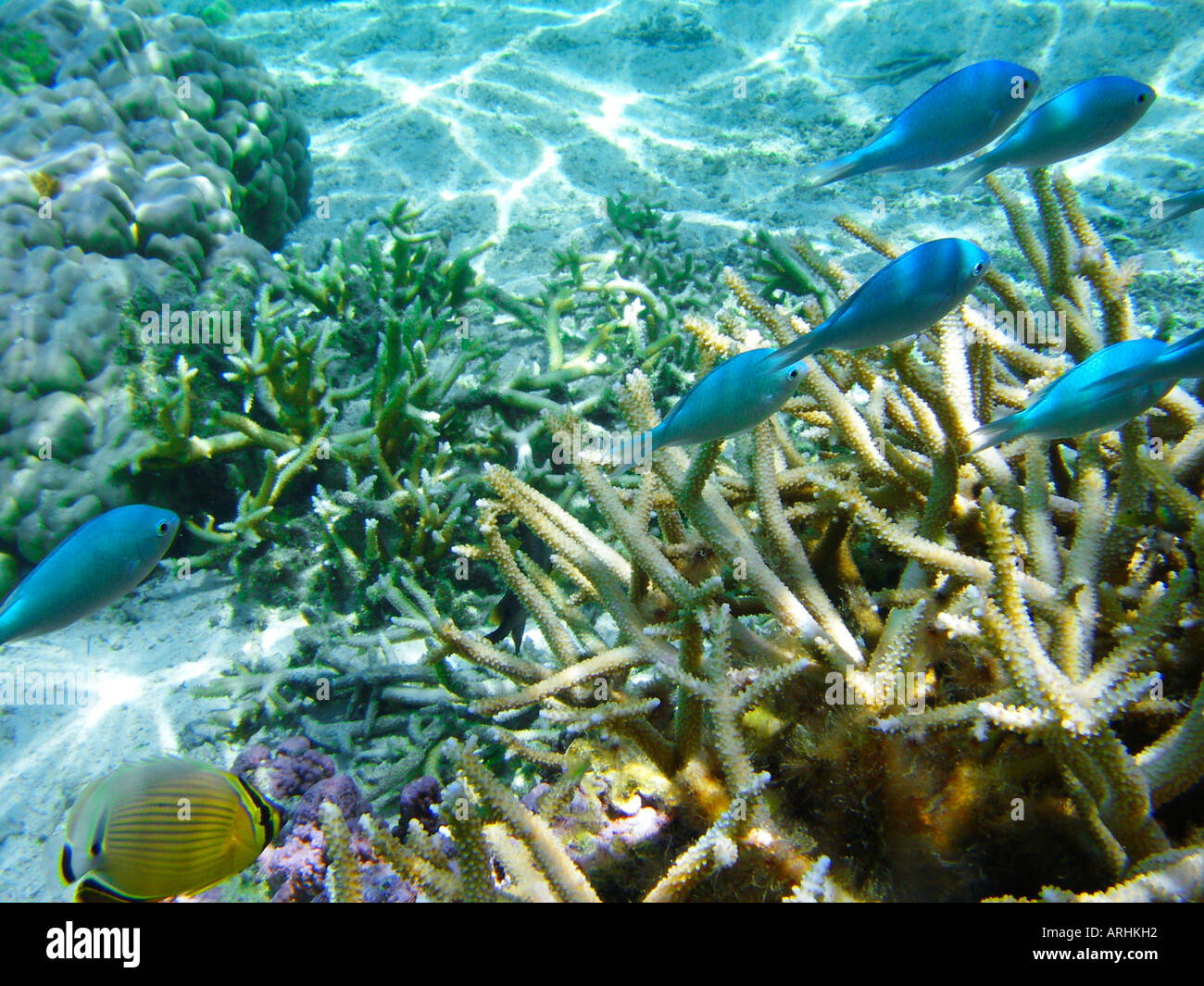 Reef fish movement hi-res stock photography and images - Alamy