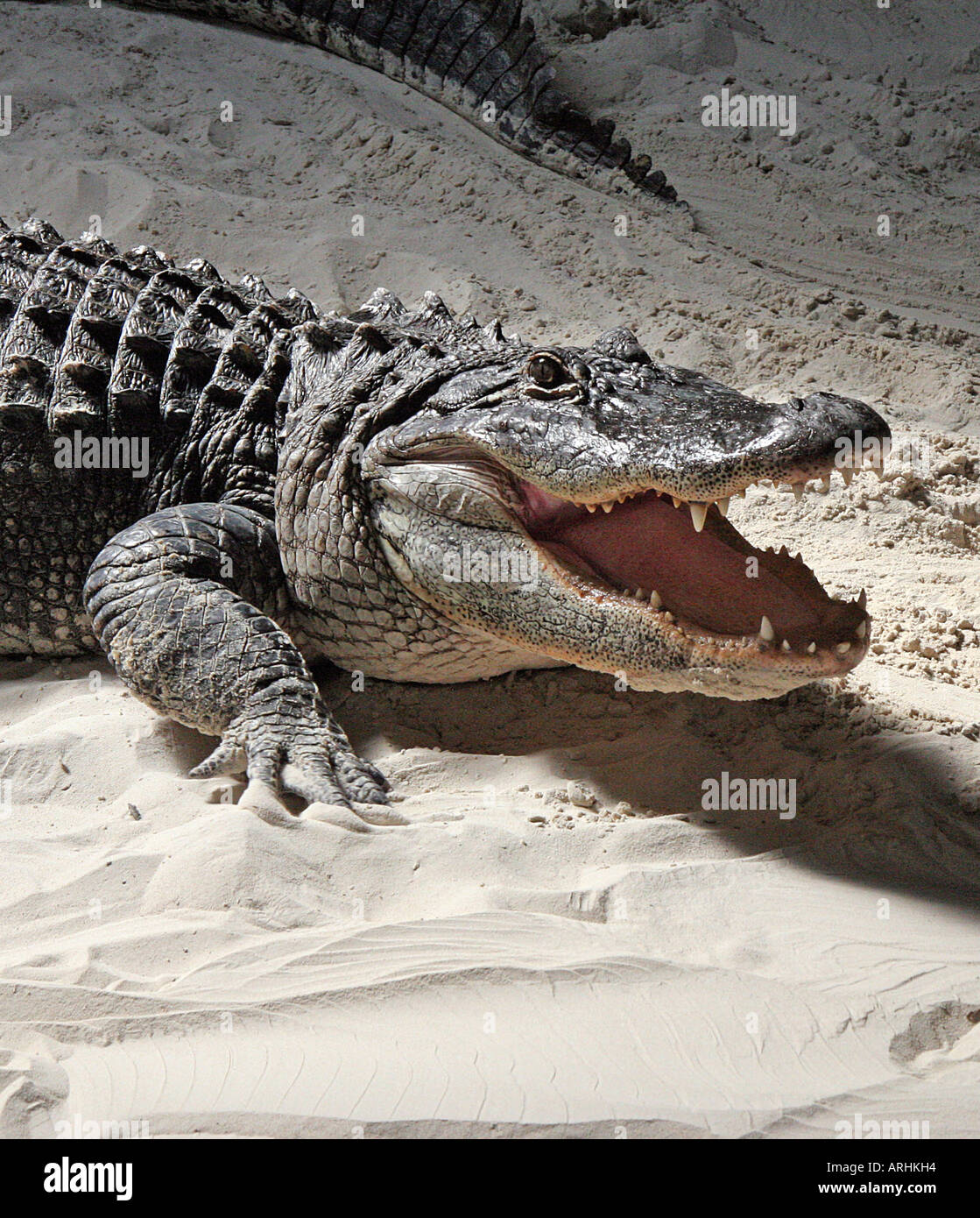 American Alligator with open mouth Stock Photo - Alamy
