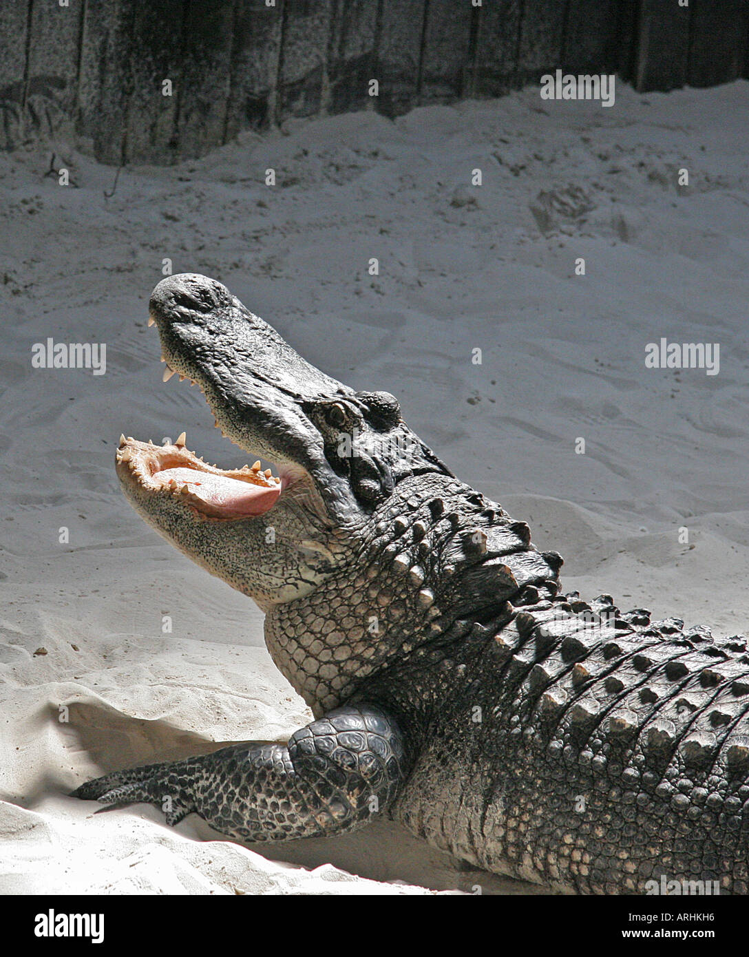 Open snout hi-res stock photography and images - Alamy