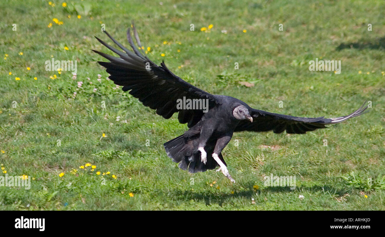 Birds of prey Attacking vulture Stock Photo - Alamy