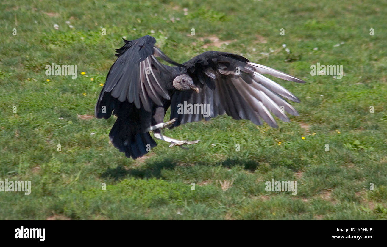 Birds of prey Attacking vulture Stock Photo - Alamy