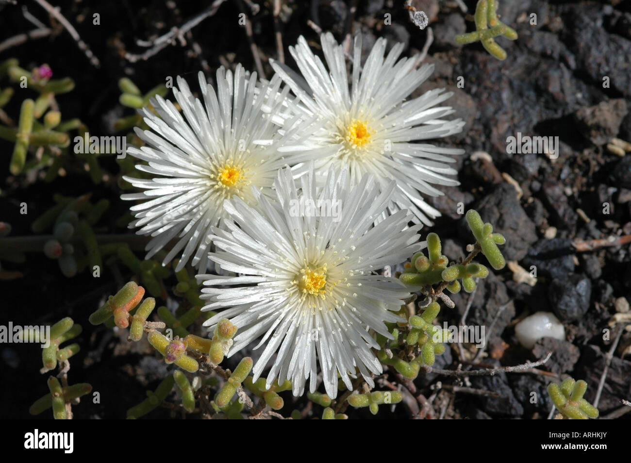 Vygies hi-res stock photography and images - Alamy