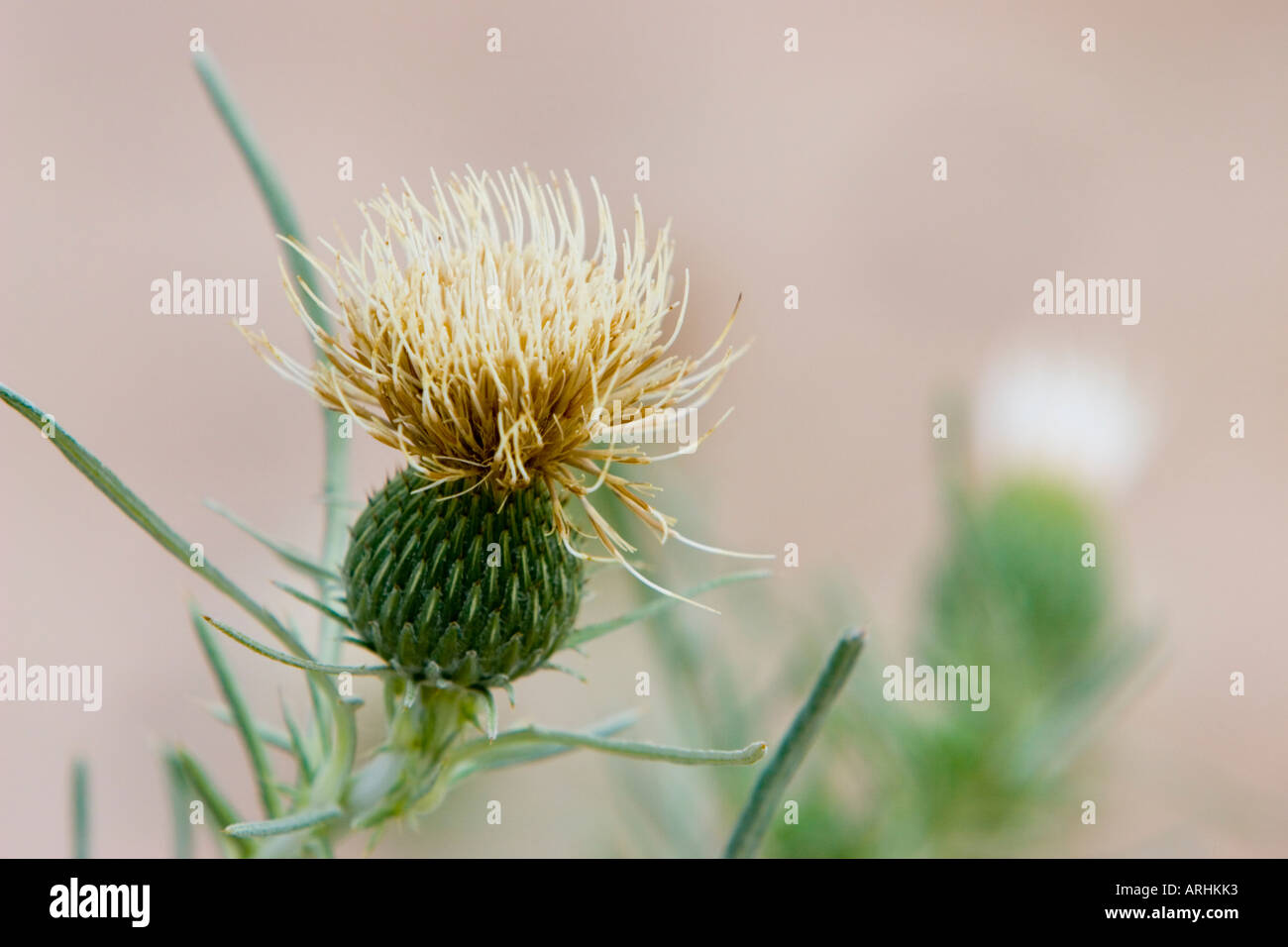 Sand thistle hi-res stock photography and images - Alamy