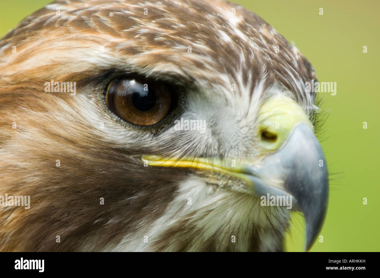 A Red Tailed Buzzard portrait showing eyes beak and plumage Stock Photo ...