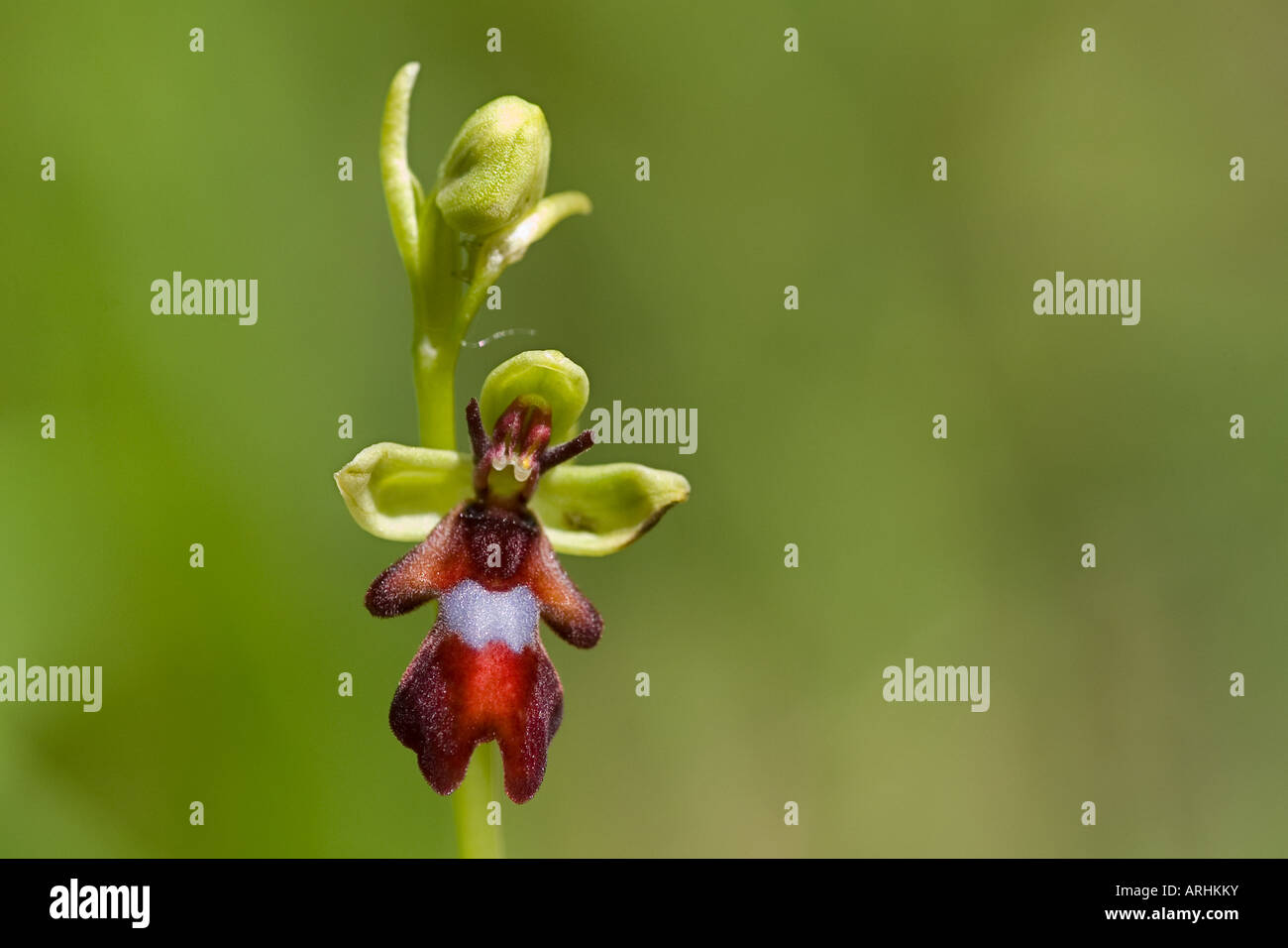 Orchidee insectifera hi-res stock photography and images - Alamy