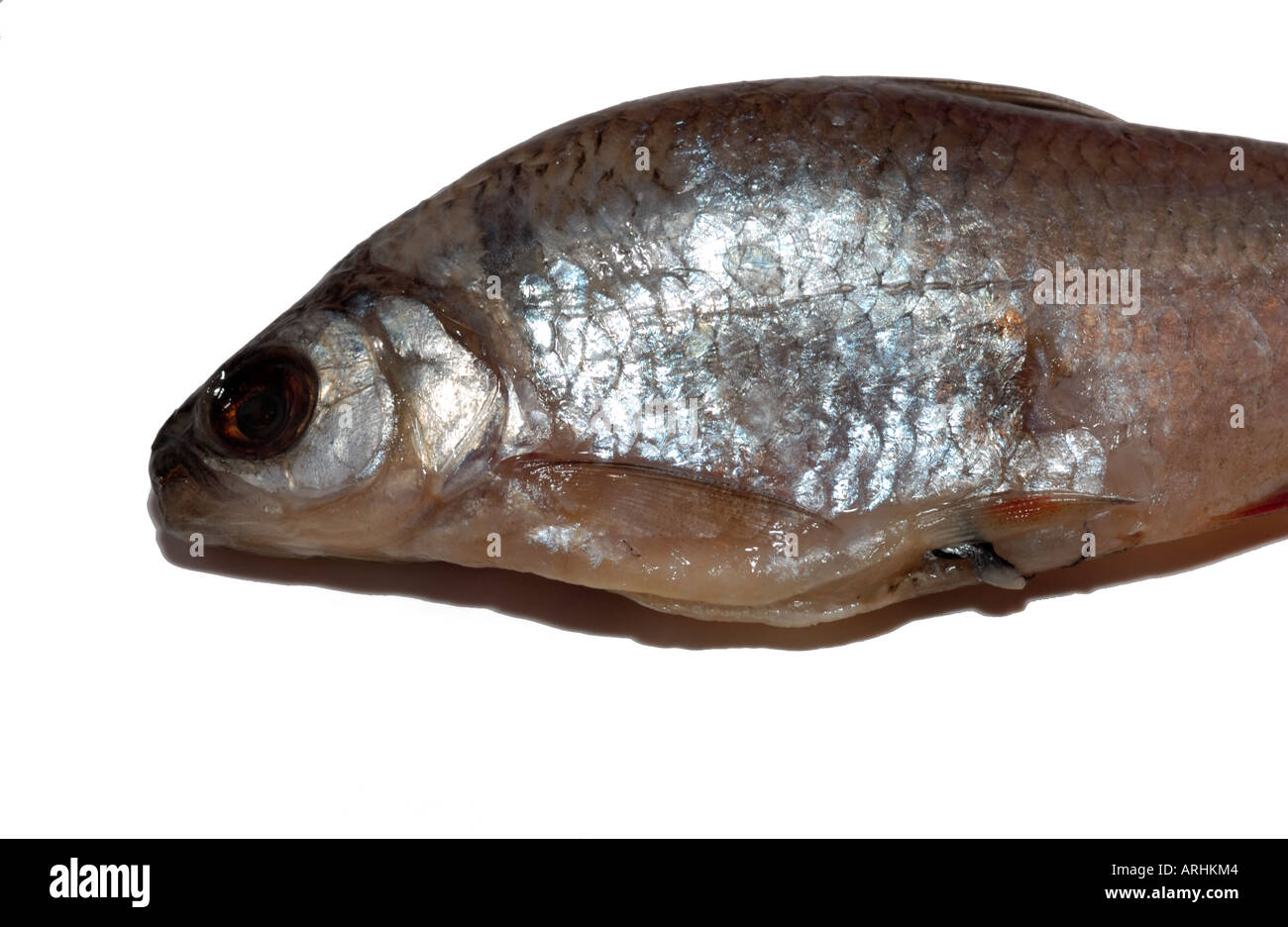 Lambari fish hi-res stock photography and images - Alamy