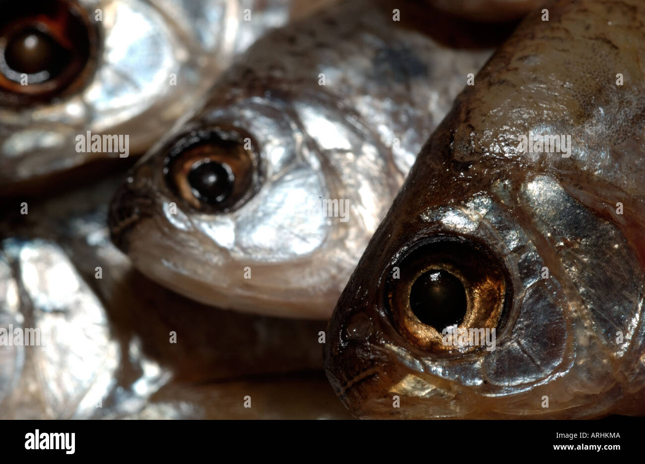 Close-up of heads of Lambari (Astianax spp) freshwater fish Stock Photo ...