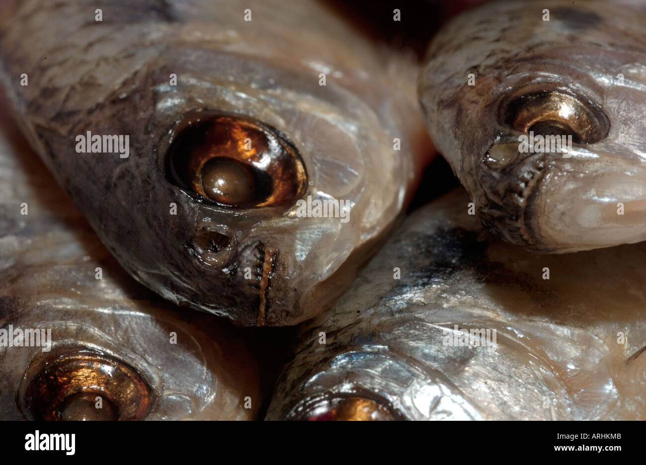 Close-up of heads of Lambari (Astianax spp) freshwater fish Stock Photo ...